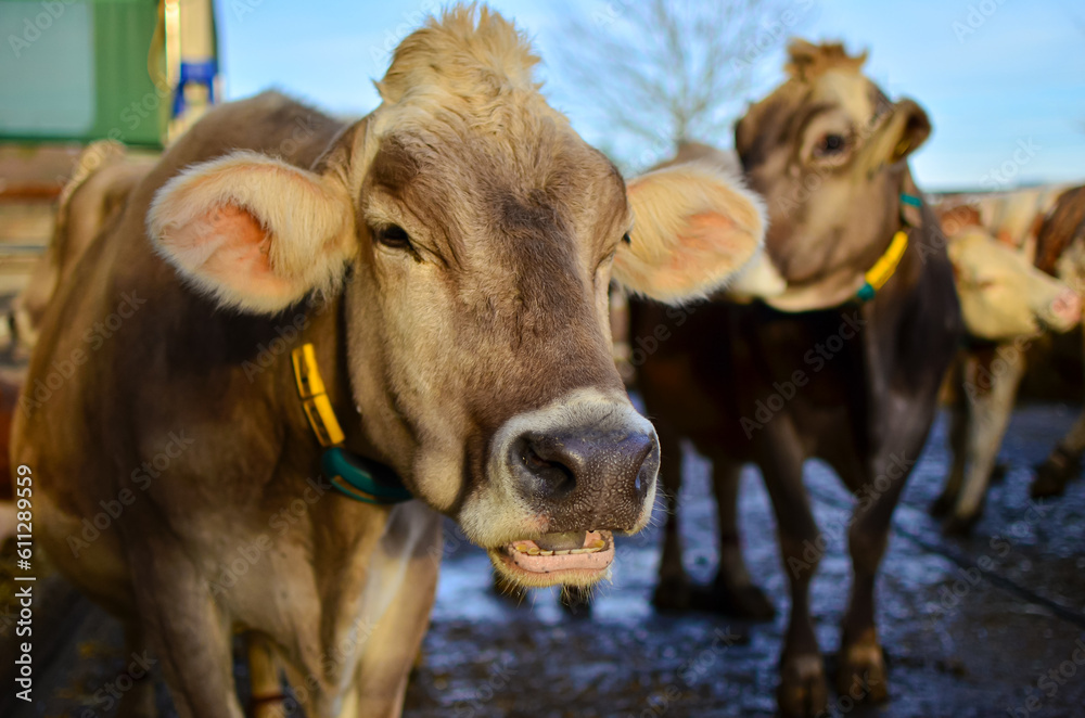 cute cow.dairy farm.cattle.animal care.nice farm.organic farm in ...