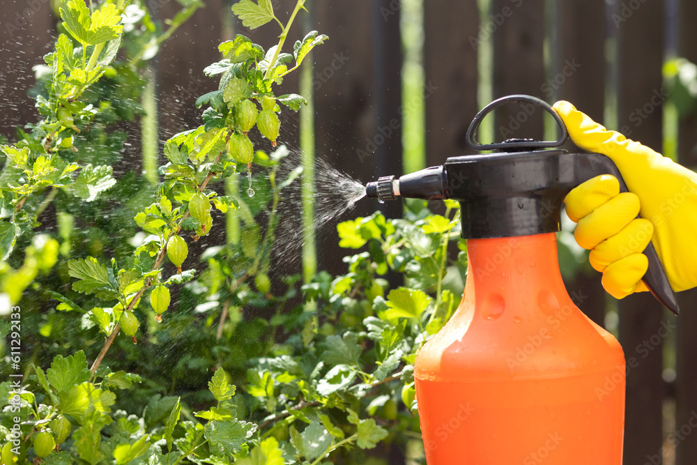 Spraying Plants. Woman with Spray Gun Spraying Gooseberry Bush with ...