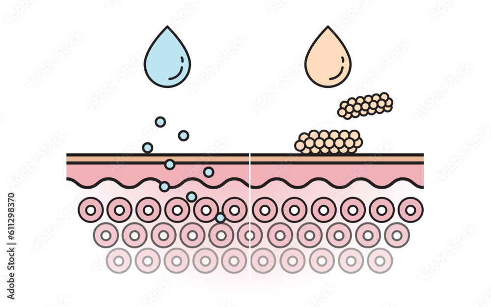 Comparison of the mechanism of nutrient absorption and not absorb skin ...