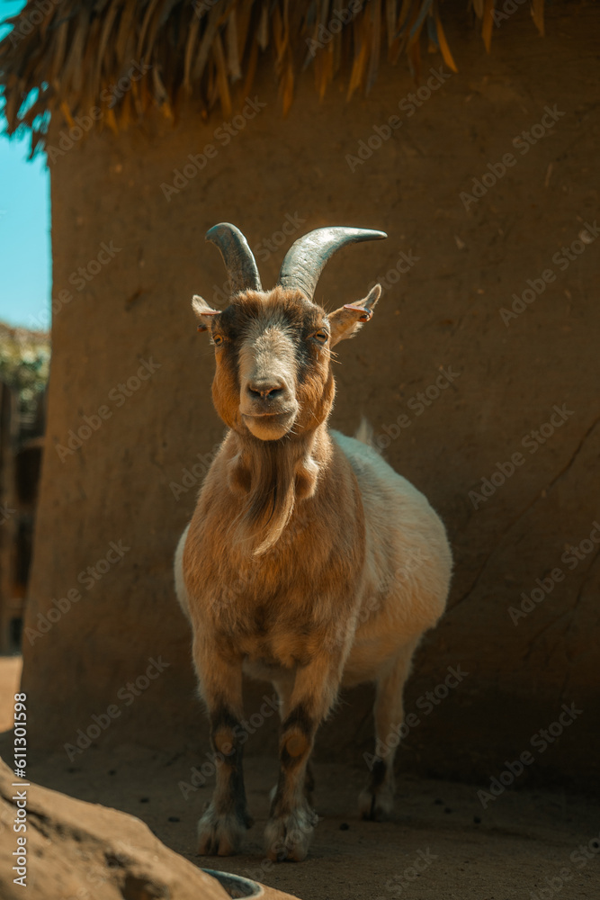 Adult goat with horns, billy goat, pygmy goats, cute, adult goats, farm ...