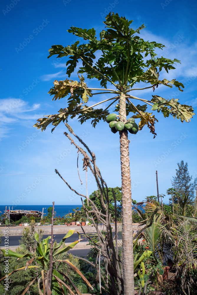 Foto de un arbre papayer dans un jardin d ela ville de Dakar au Sénégal ...