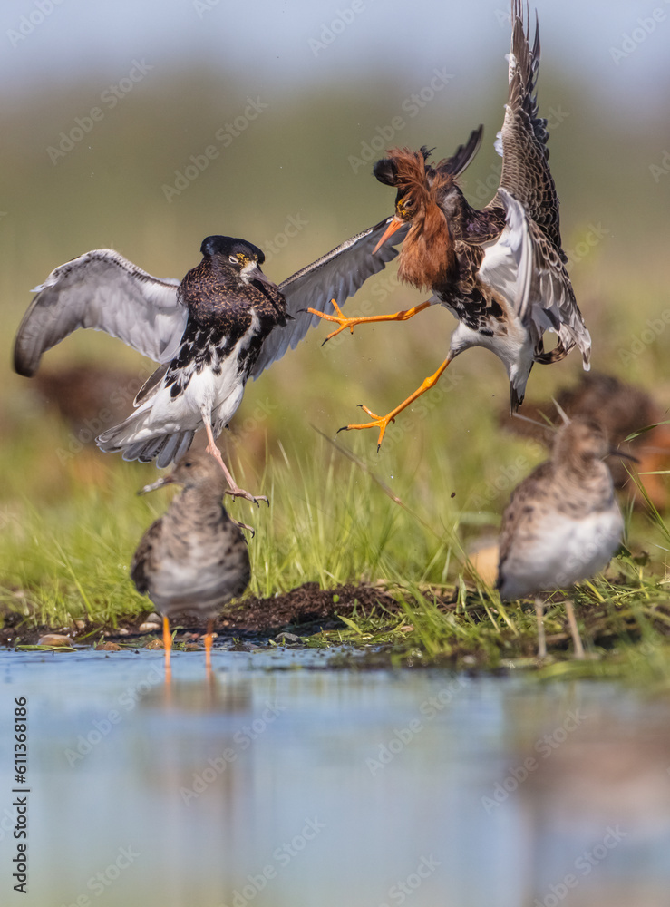 Ruff - male birds fighting at a wetland on the mating season in spring ...
