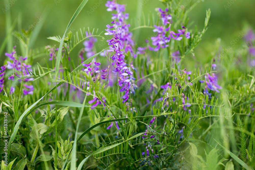 Mouse pea Vicia cracca. Valuable honey plant, fodder and medicinal ...