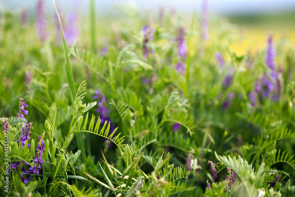 Mouse pea Vicia cracca. Valuable honey plant, fodder and medicinal ...