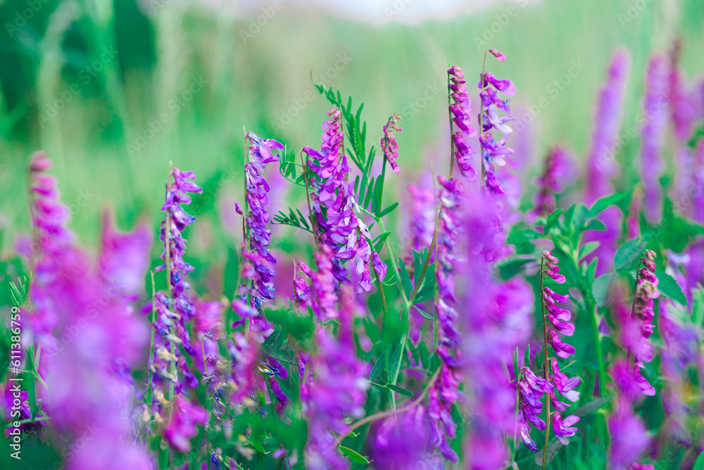 Mouse pea Vicia cracca. Valuable honey plant, fodder and medicinal ...