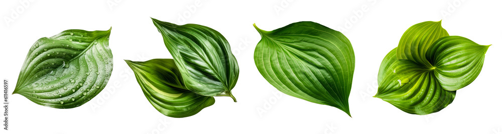 Collection of Hosta leaves cutout isolated on transparent background ...