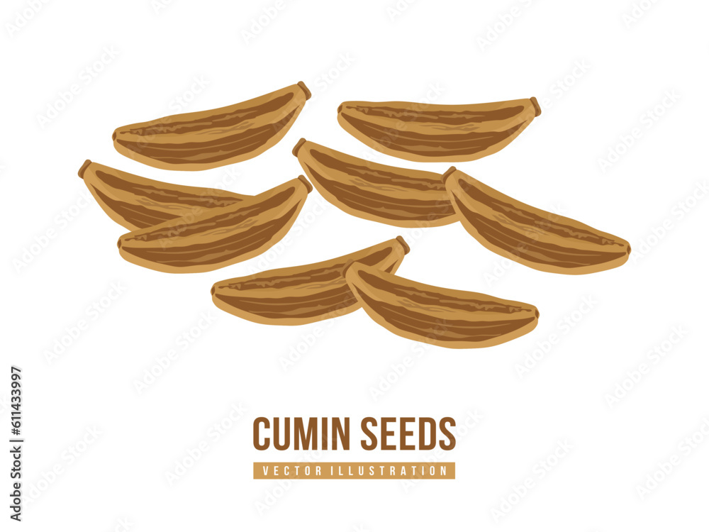 Cumin seeds isolated on white background. Herbs and spices concept ...