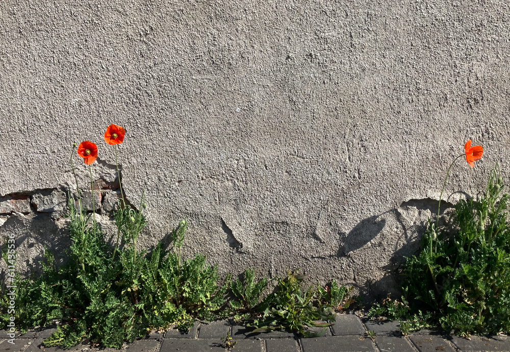 Flowers red poppies (Papaver rhoeas, common names: corn poppy, corn ...