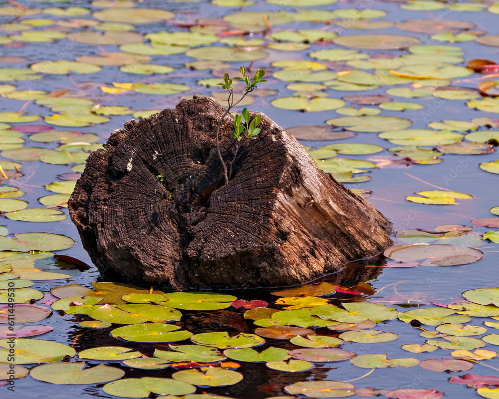 Stump Photo and Image. Old wooden tree stump with the new growth germ ...