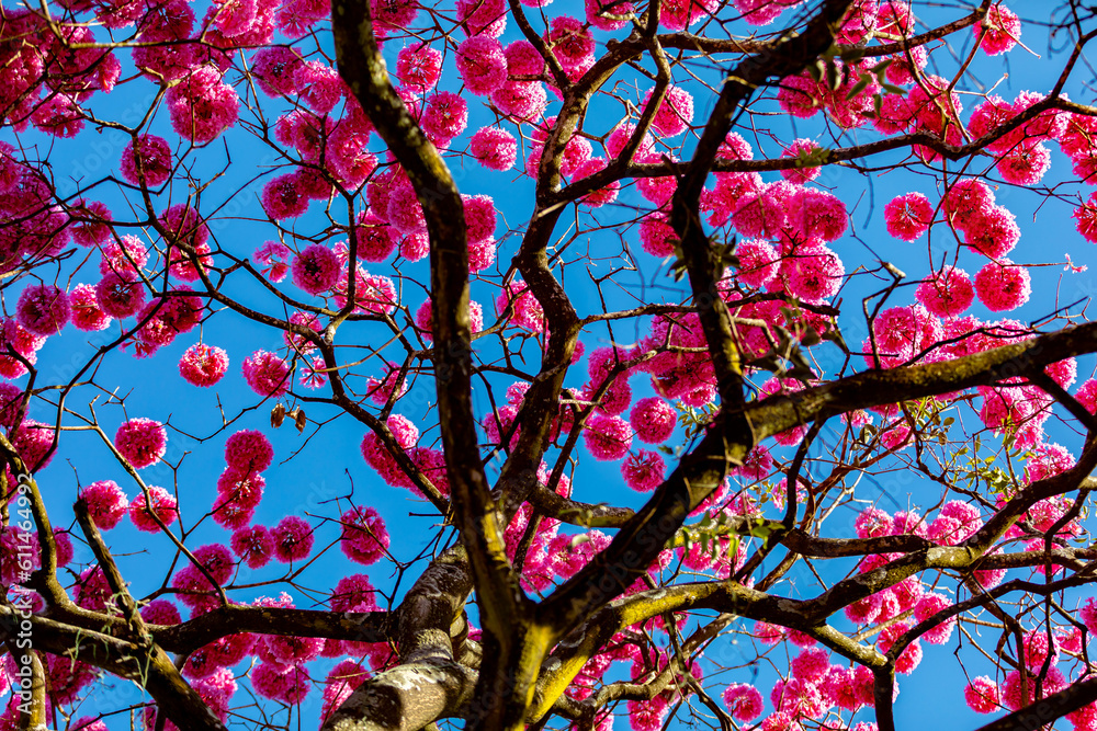Handroanthus heptaphyllus, Close up of beautiful Pink Trumpet Tree ...