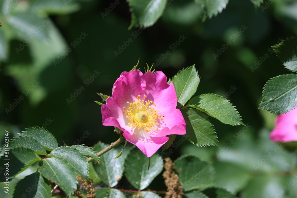 Sweden. Rosa canina, commonly known as the dog rose, is a variable ...