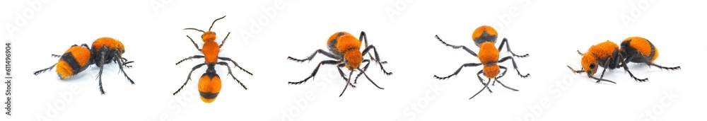 Female Dasymutilla occidentalis - red velvet ant, eastern velvet ant ...