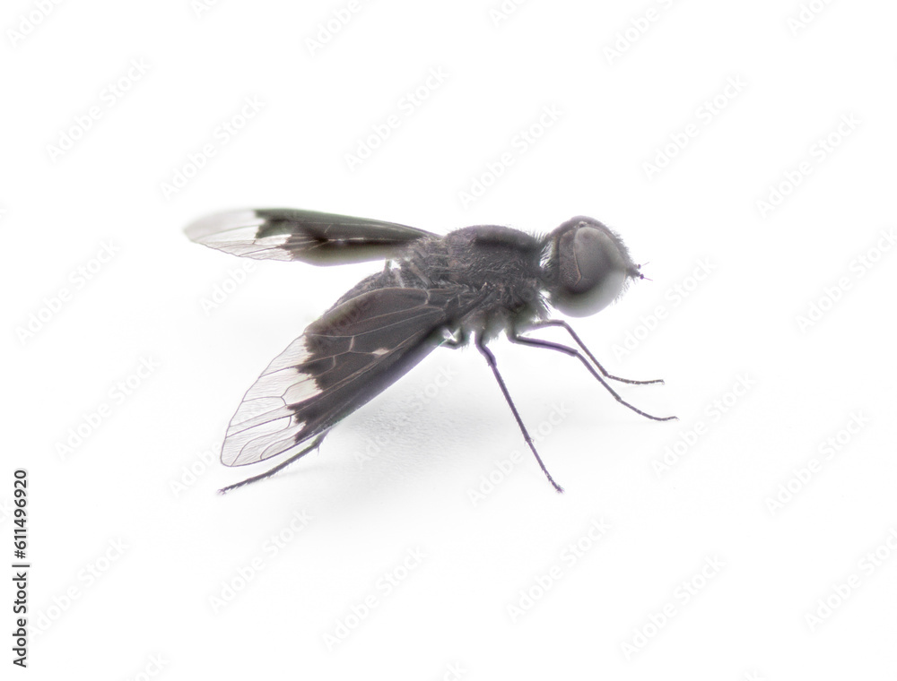 black bee fly - Anthrax Georgicus - bee mimic of the genus Bombylius ...