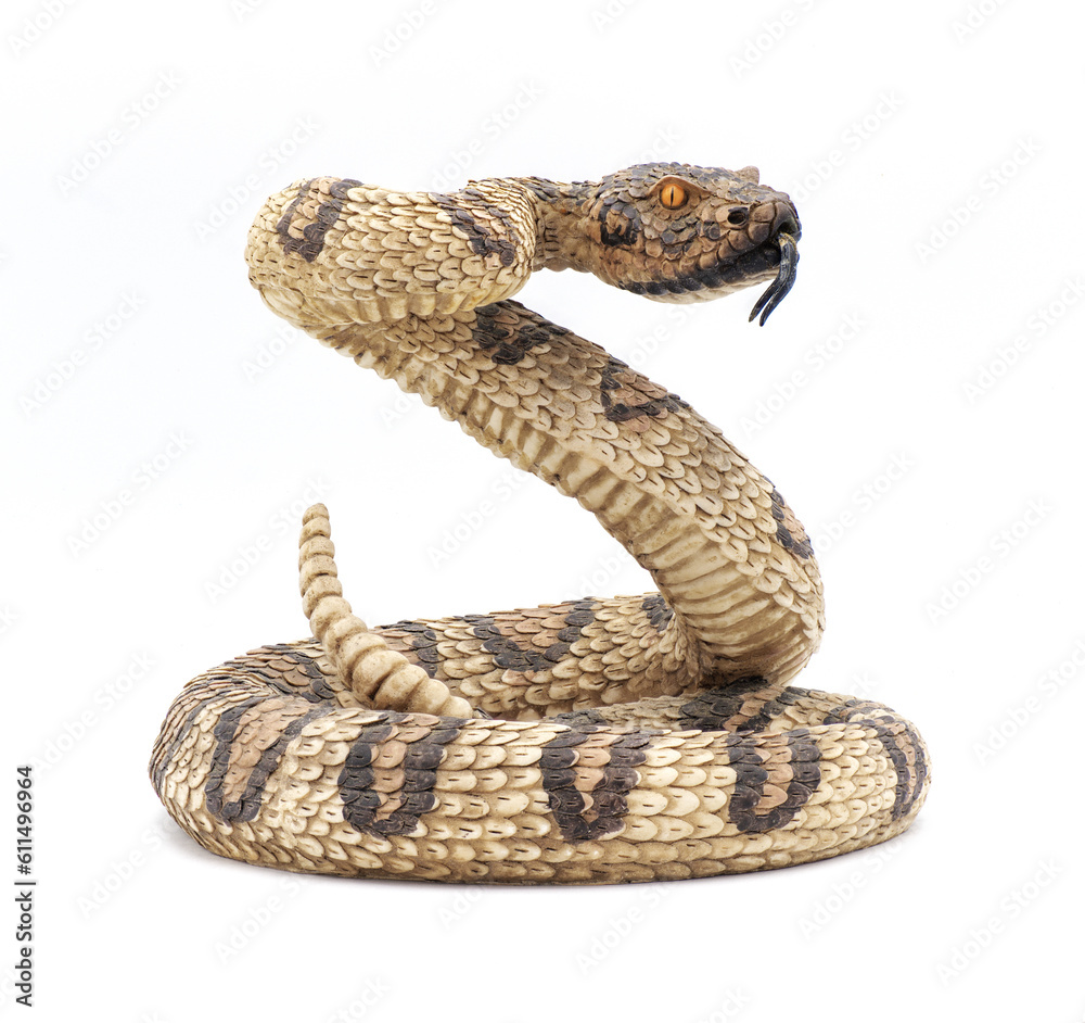 3d model fake rattlesnake rattle snake statue in strike pose with ...