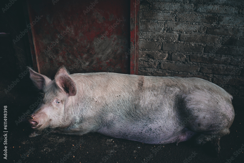 Pig lying on the ground in the stable of a farm Stock Photo | Adobe Stock