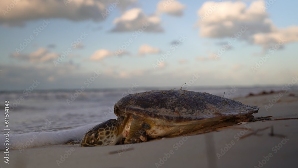 Dying sea turtle with its head getting buried in the sand. Stock Photo ...