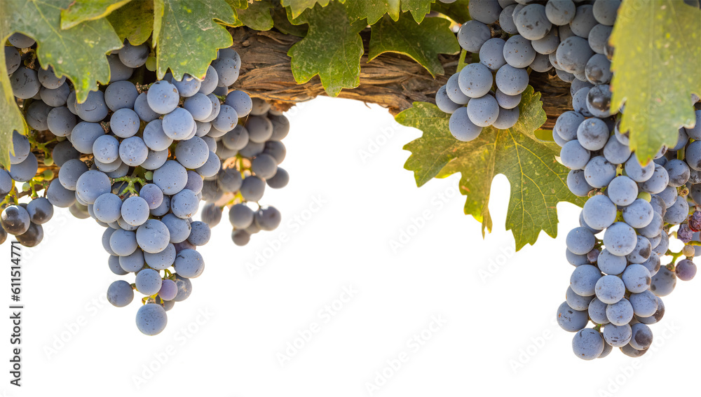 Beautiful Lush Wine Grapes and Leaves in the Vineyard Border Isolated ...