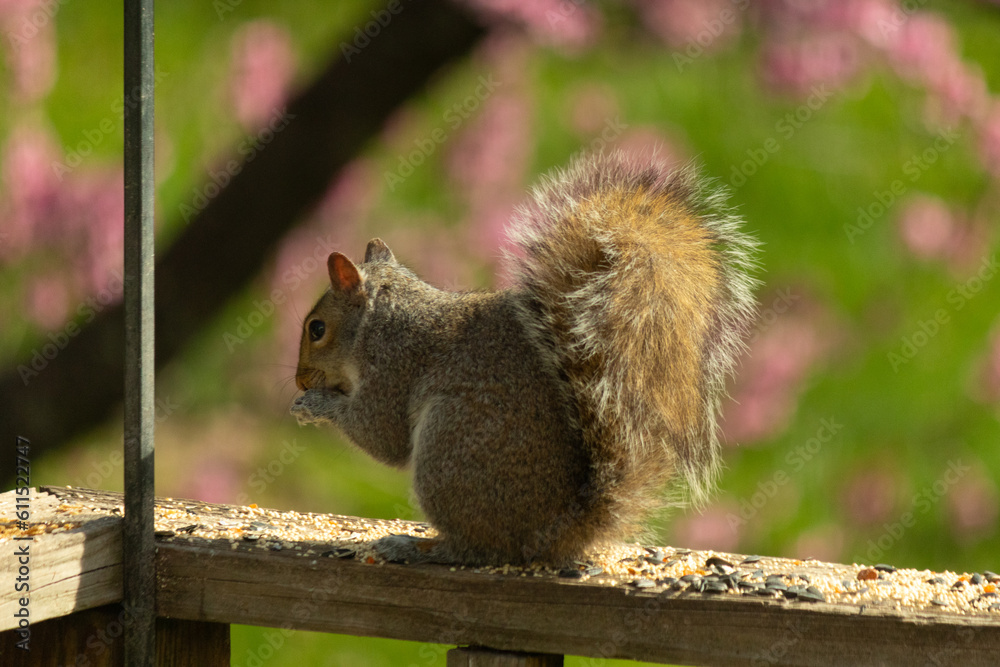 This cute little grey squirrel was sitting here on this wooden railing ...