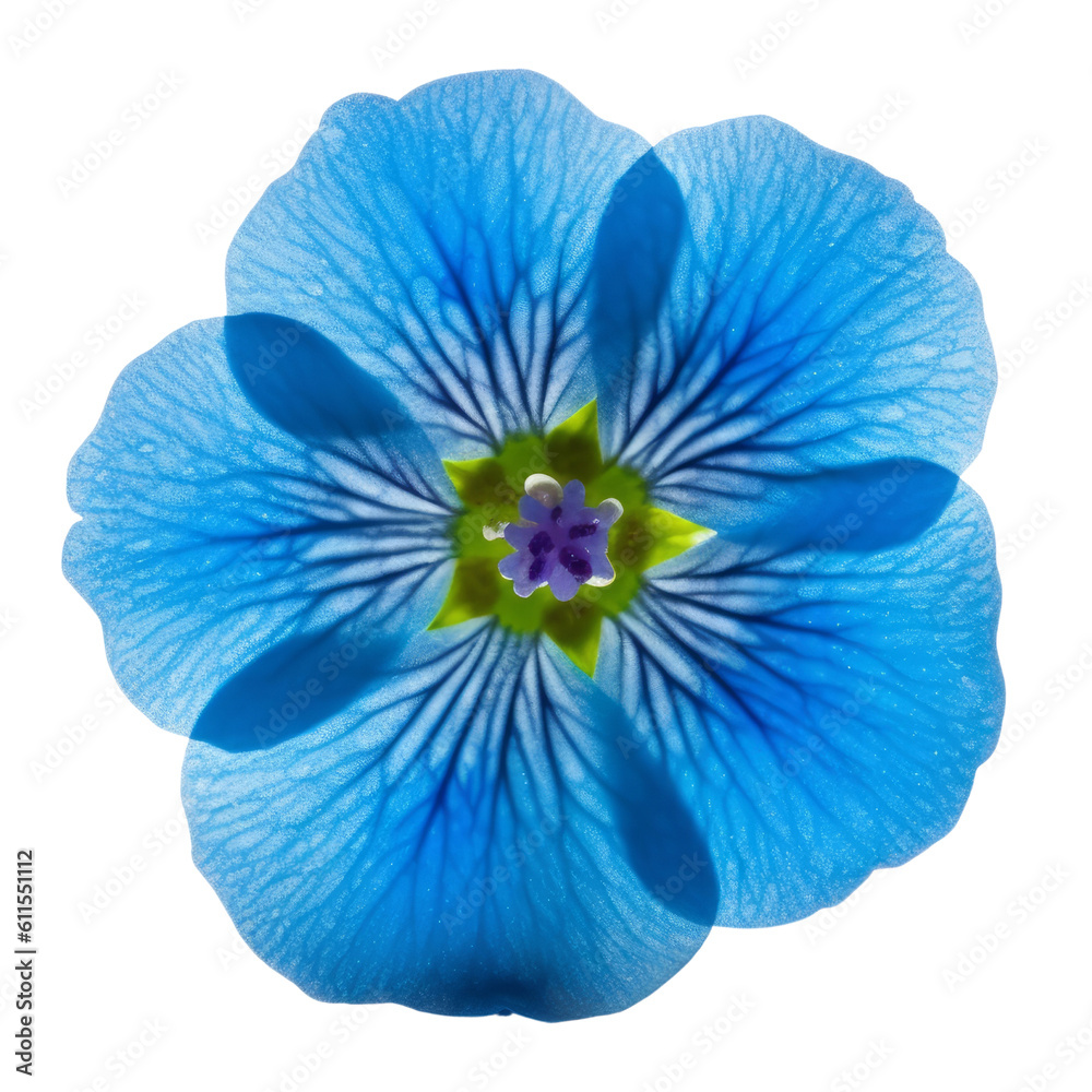 blue anemone flower isolated on transparent background cutout Stock ...