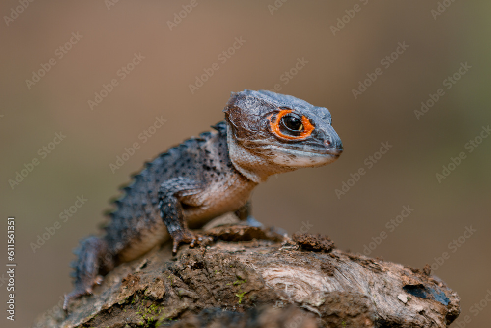 Red-Eyed Crocodile Skink Tribolonotus gracilis foto de Stock | Adobe Stock