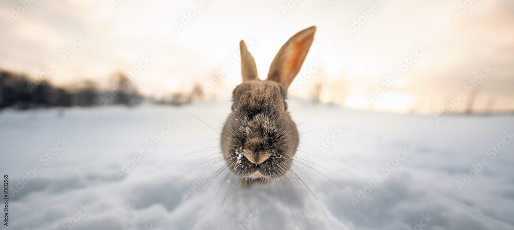 Brown Rabbit In Snow