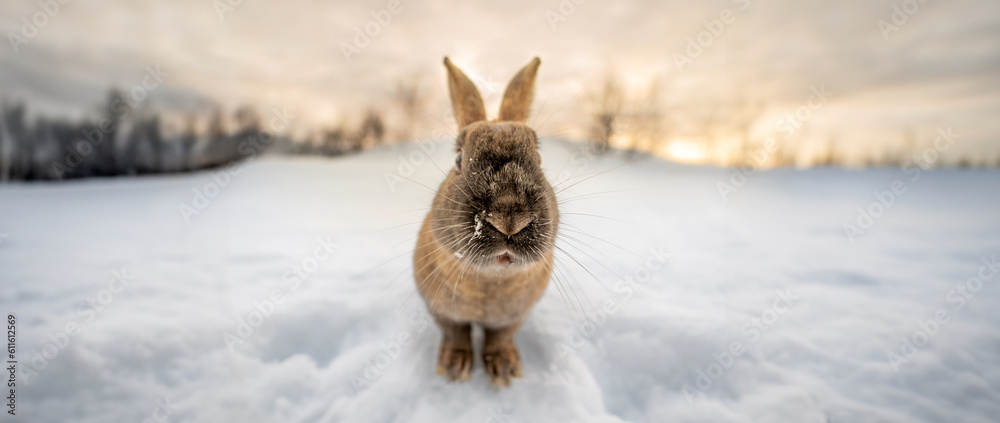 Dark brown typical Icelandic rabbit head-on with the ground completely ...