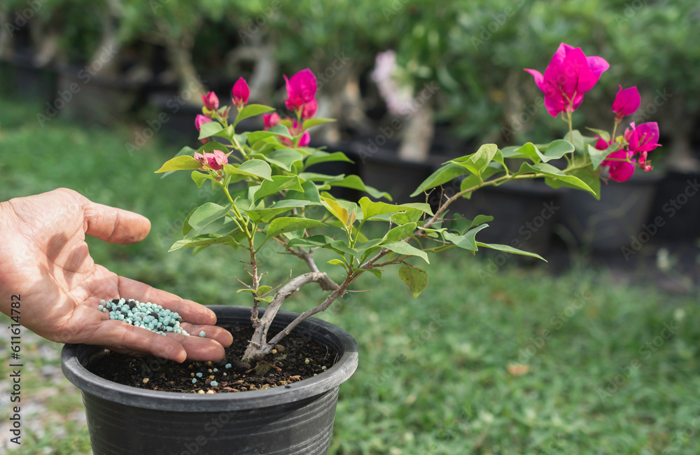 Gardener applying fertilizer plant food to soil for vegetable garden ...