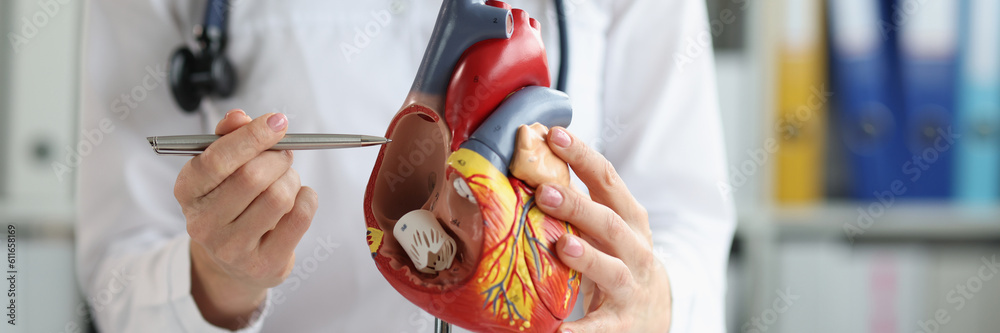Cardiologist shows structure and anatomy of human heart. Medical ...
