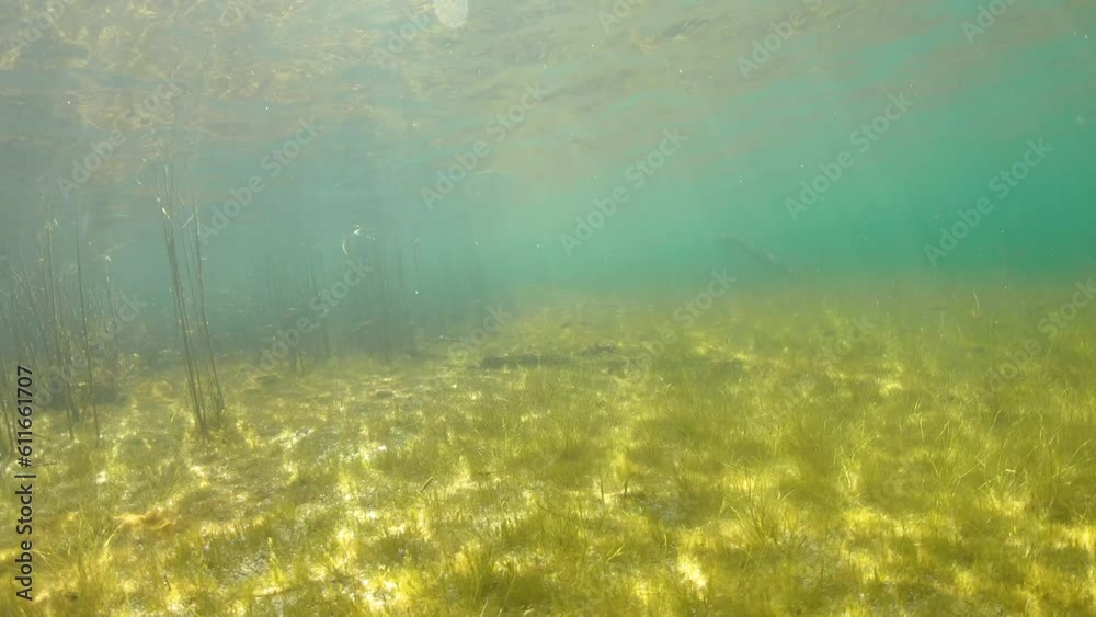 Flora and fauna at bottom of shallow lake in sunlight. Underwater ...