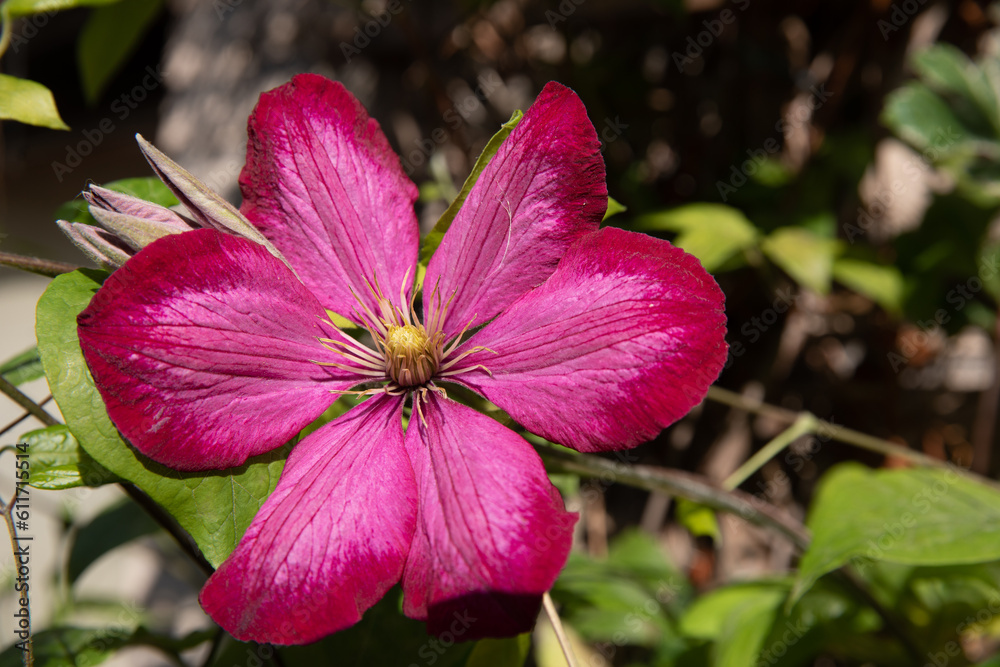 Clematis is a genus of lianas and perennial herbs from the ranunculus ...