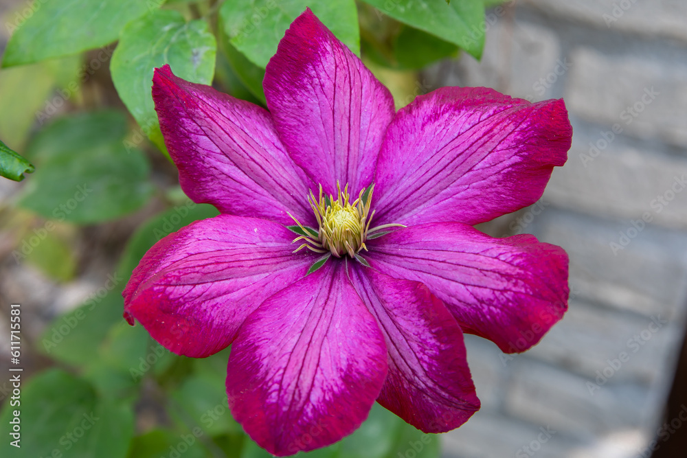 Clematis is a genus of lianas and perennial herbs from the ranunculus ...