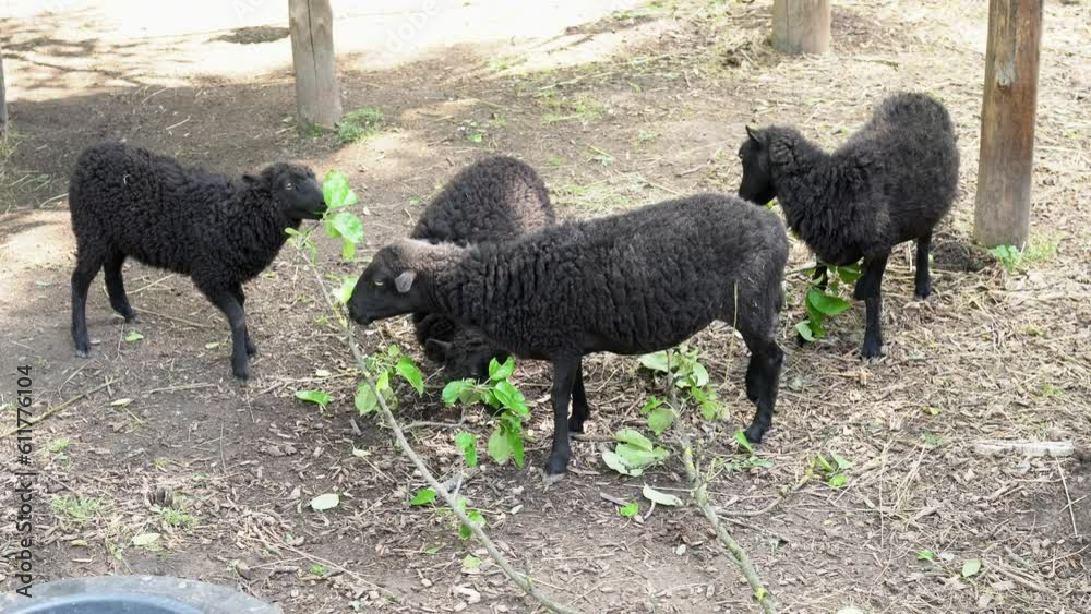 Vidéo Stock Four black sheep eating at the farm - animal husbandry ...
