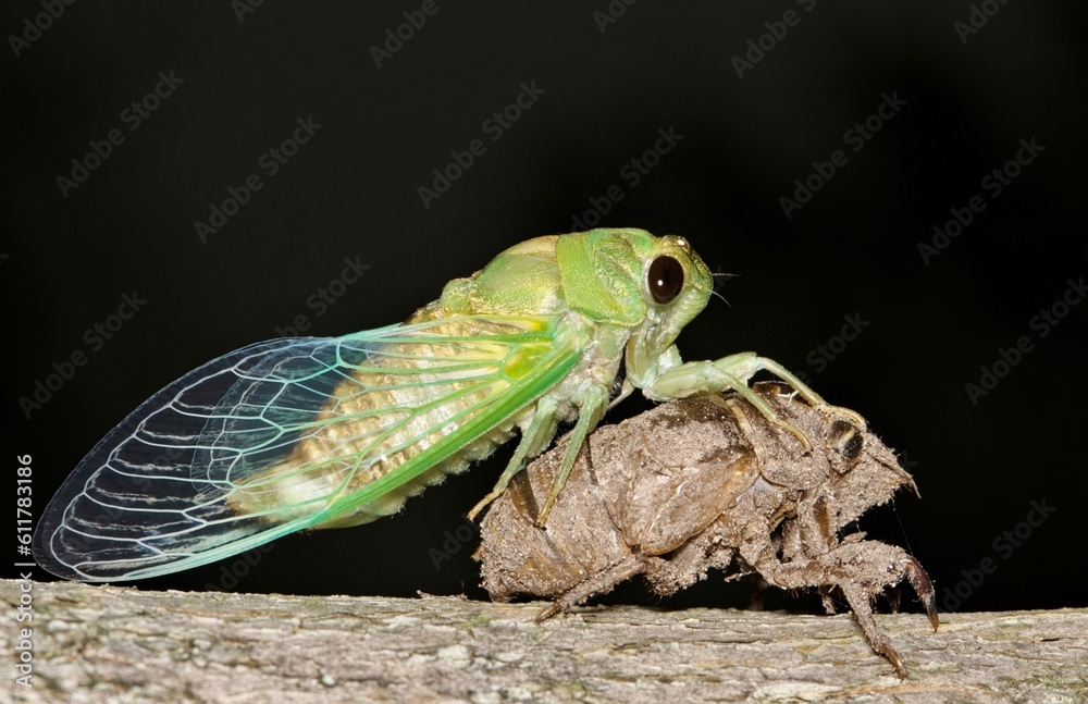 Cicada emerging from an exuvia shell on a Crepe Myrtle tree in Houston ...