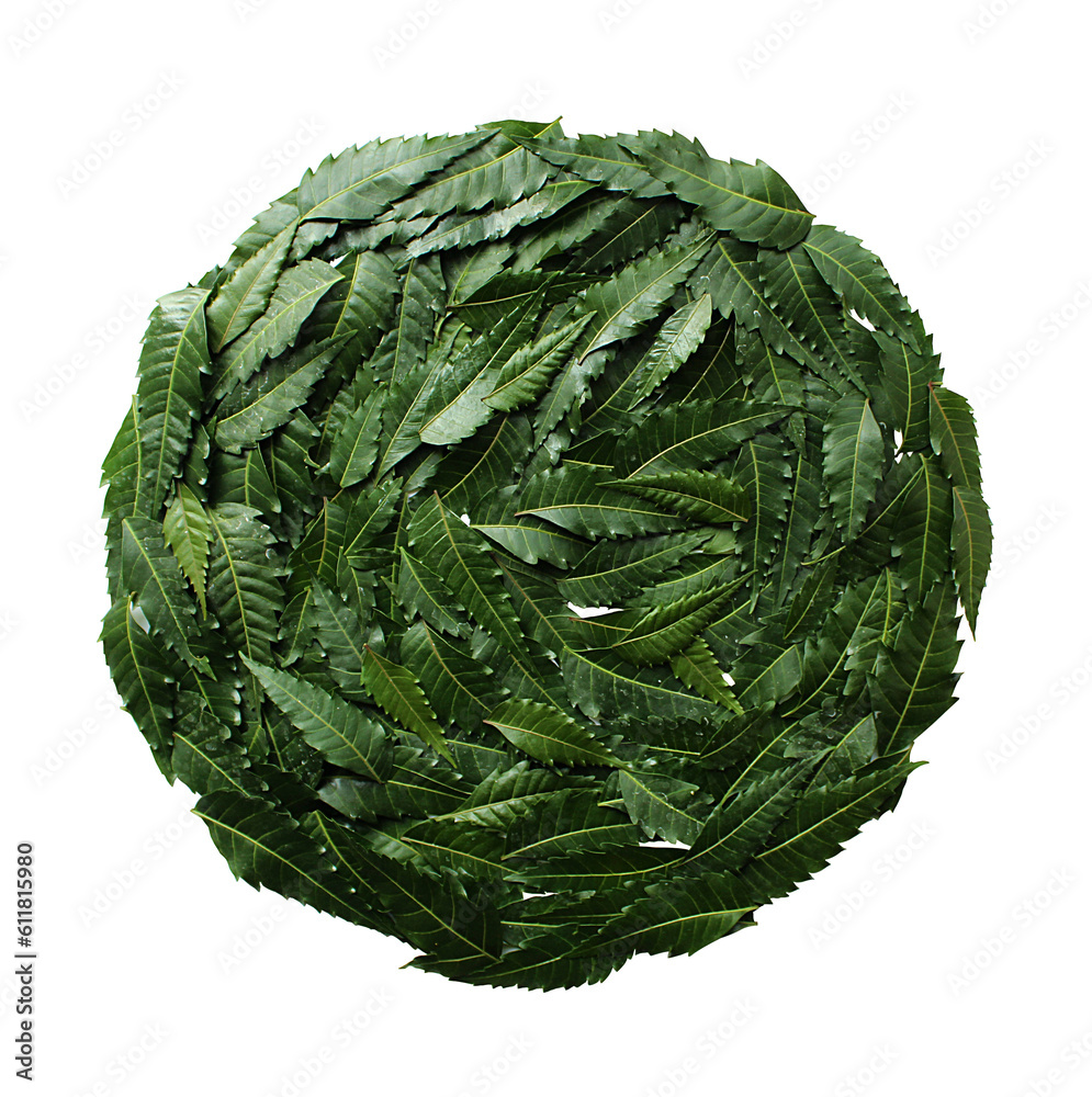 Azadirachta Indica or neem tree of India - medicinal plant fresh green ...