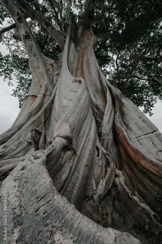Old big tree in jungle tropical rainforest. Stock Photo | Adobe Stock