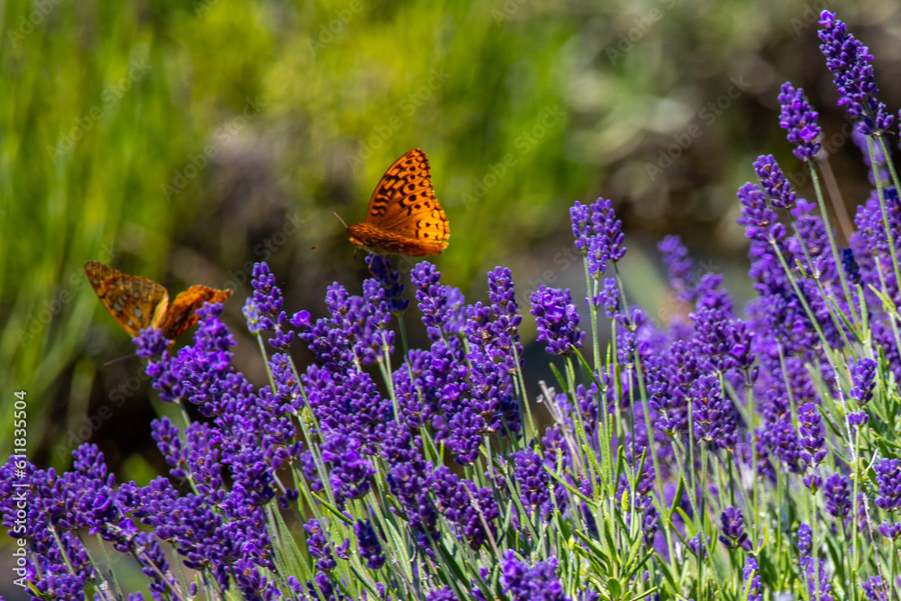 Butterfly in a lavender field Stock Photo | Adobe Stock