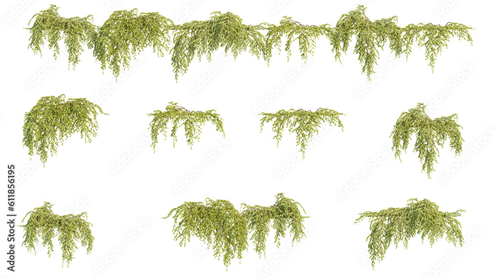 Creeper plant, climber plant, photorealistic 3D rendering with ...