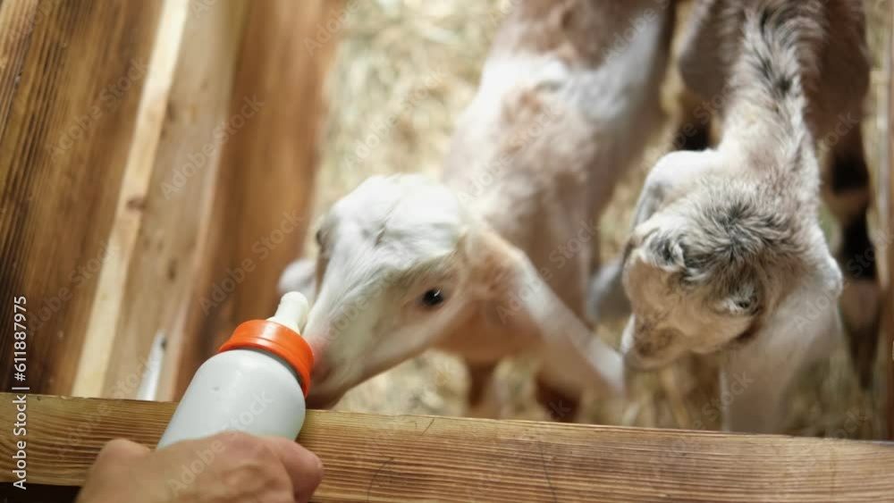 The Anglo-Nubian is a British breed of domestic goat. Little Nubian Long-eared baby goat Kid is ...