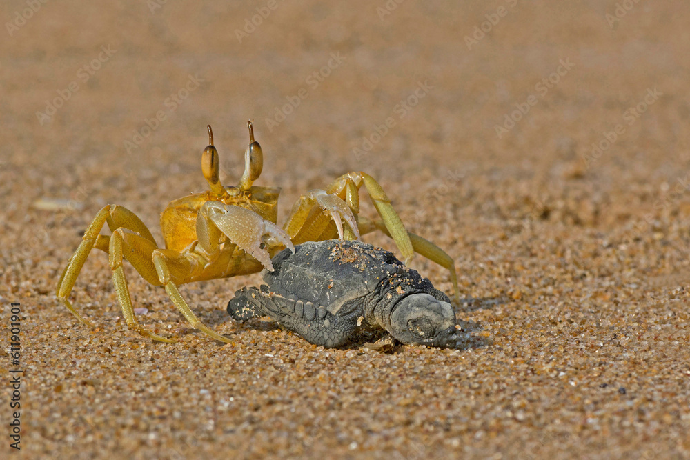 Ghost crab, Ocypode ceratophthalmus, feasting on a tiny Olive Ridley ...