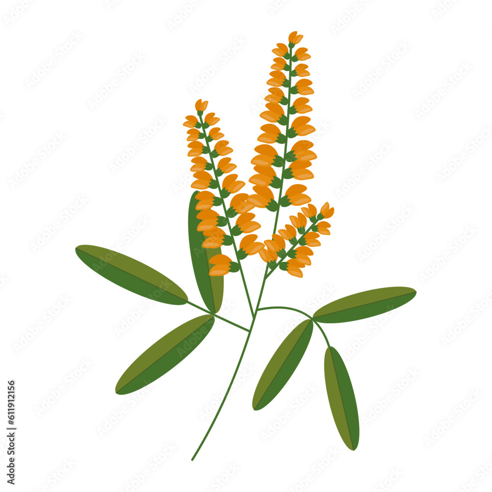 Flowers or inflorescences of sweet clover or sweet clover, stems and ...