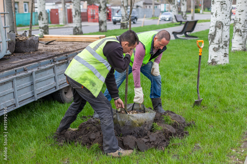 Gardeners in work clothes are planting a tree in a dug hole in a city ...