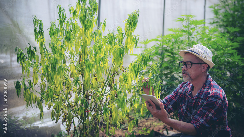 Farmers inspect cannabis plants for fungal diseases. Indoor cannabis ... Farmers inspect cannabis plants for fungal diseases. Indoor cannabis ...