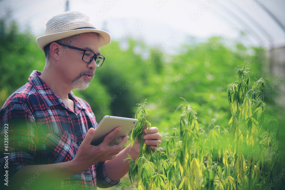 Farmers inspect cannabis plants for fungal diseases. Indoor cannabis ... Farmers inspect cannabis plants for fungal diseases. Indoor cannabis ...