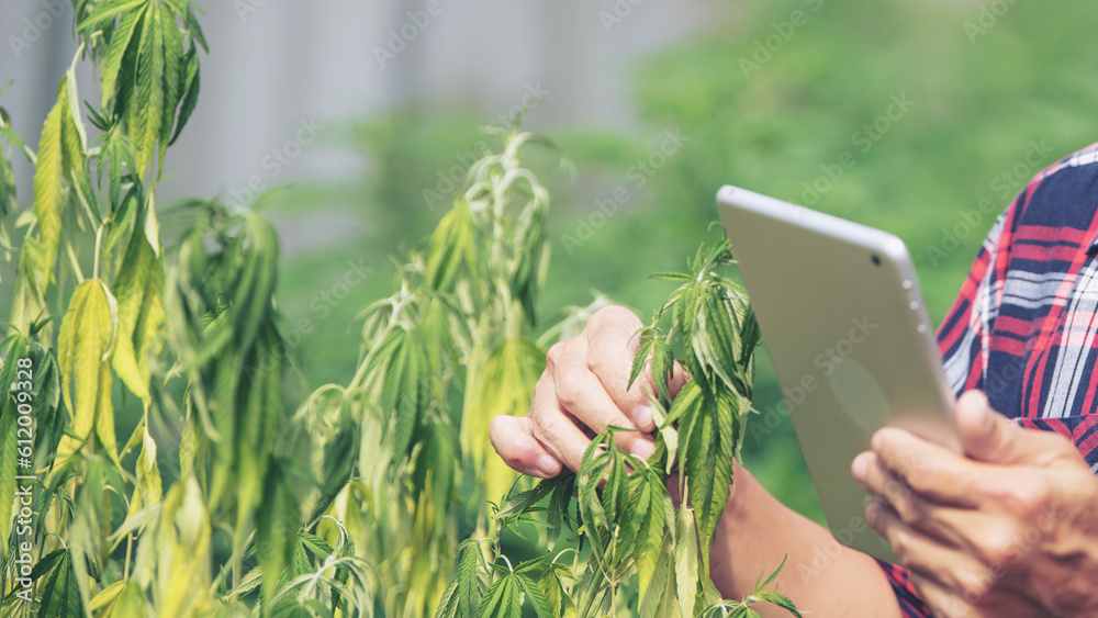 Farmers inspect cannabis plants for fungal diseases. Indoor cannabis ... Farmers inspect cannabis plants for fungal diseases. Indoor cannabis ...
