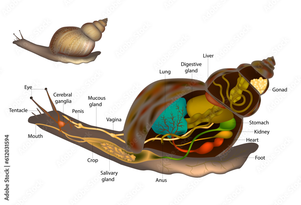 Snails and Slugs Anatomy Snail Body Structure Diagram. Internal and ...