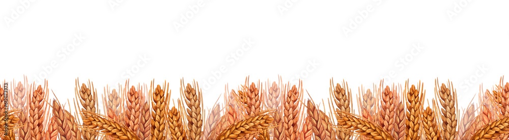Watercolor seamless banner spikelets of rye product. Hand-drawn ...