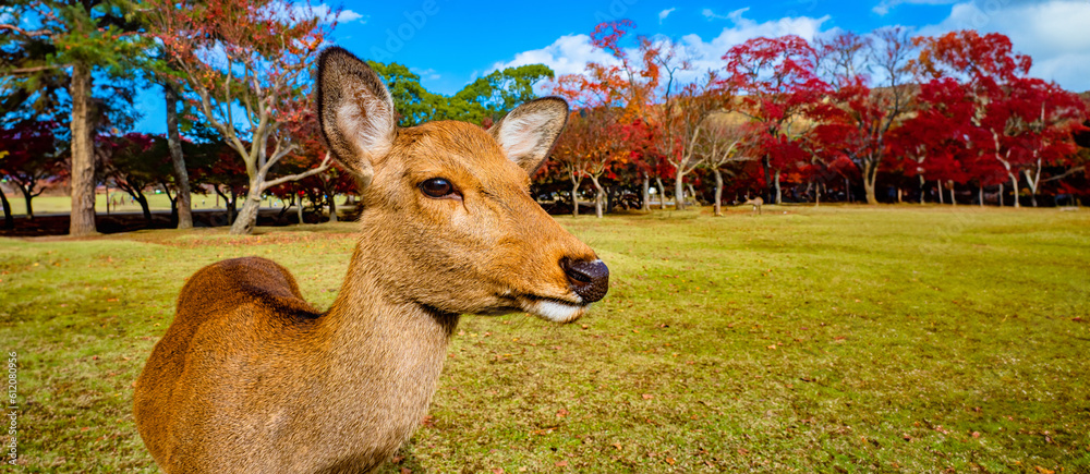 Japan. Nature Park in Nara. Deer live freely in a Japanese Park. A herd ...