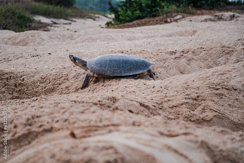 The Arrau turtle (Podocnemis expansa), also known as the giant South ...