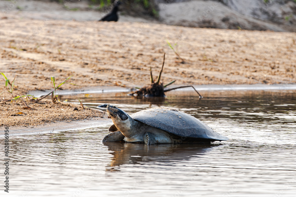 The Arrau turtle (Podocnemis expansa), also known as the giant South ...