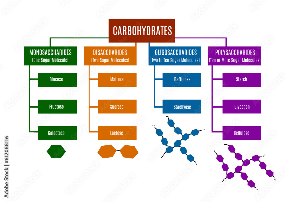 Classification Of Carbohydrates Carbohydrate Types Illustration